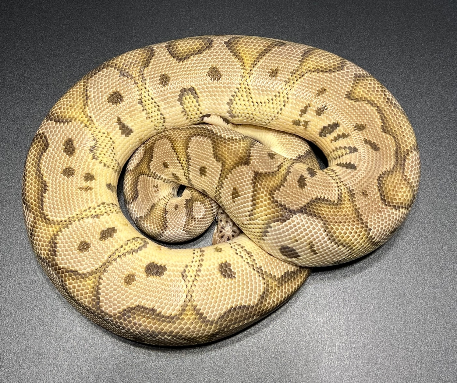 Pastel Fire Clown Ball Python by Monster Morphs - MorphMarket