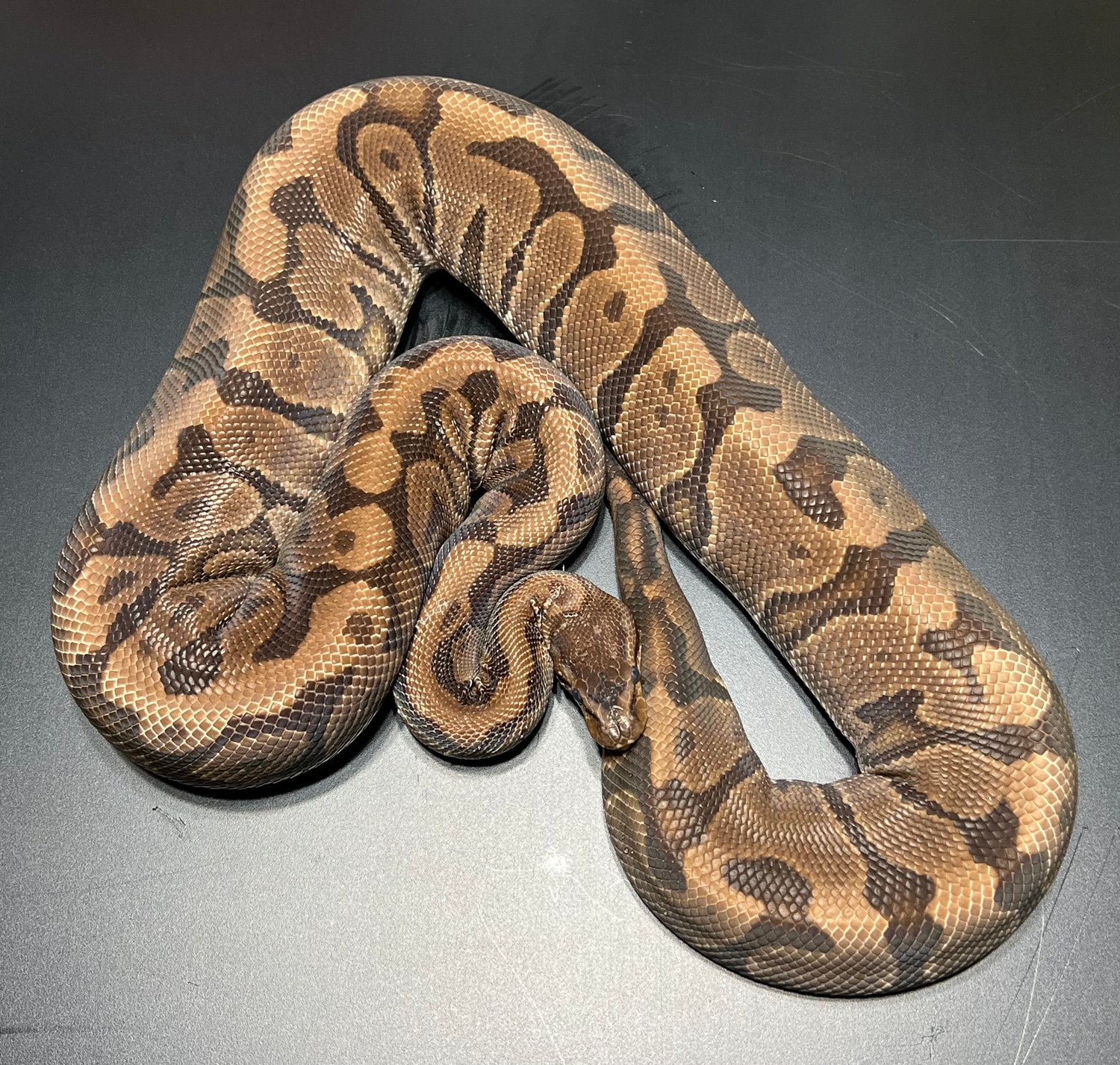 Hidden Gene Woma Het Clown Ball Python by Monster Morphs - MorphMarket