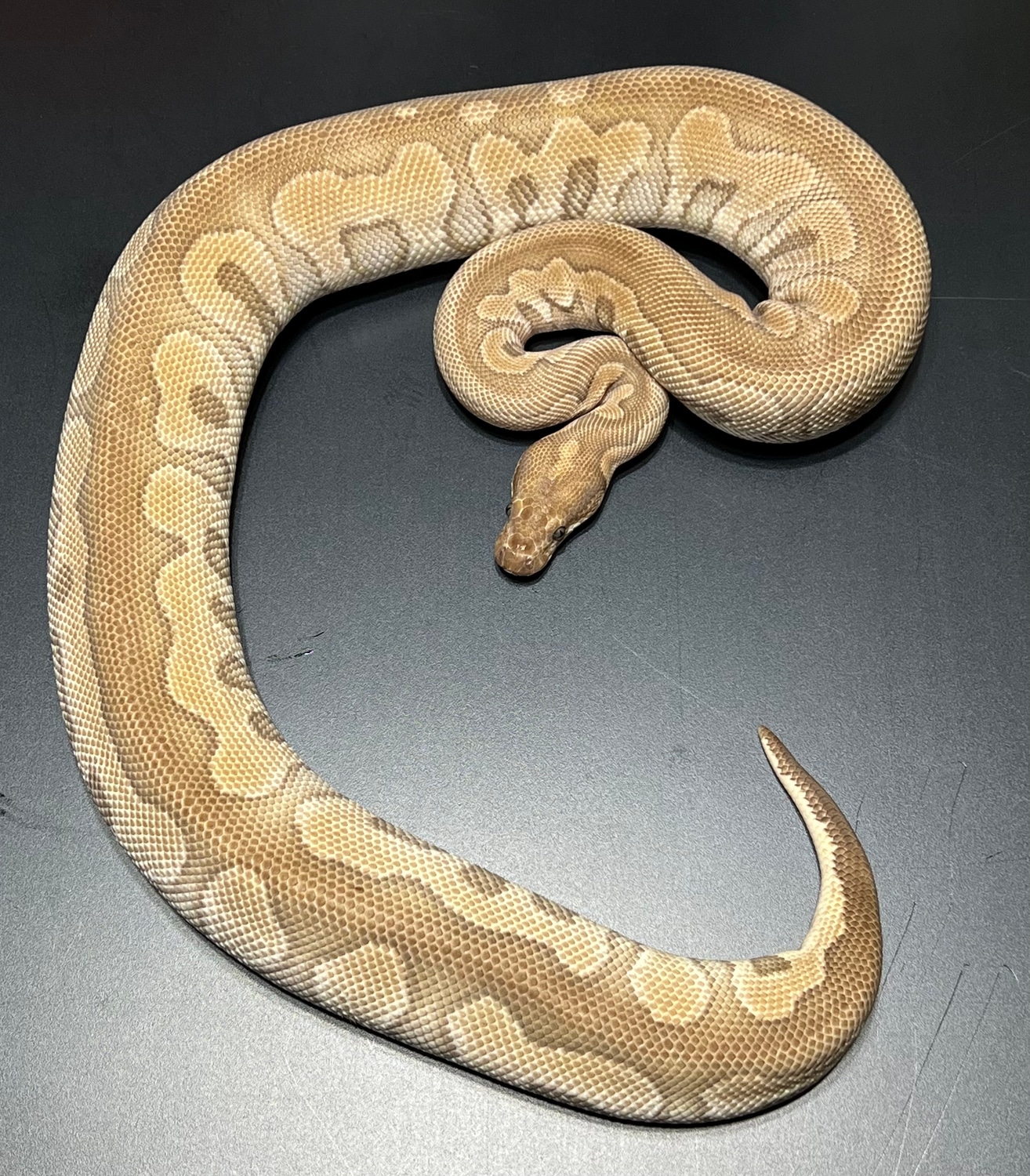 Mojave Clown Ball Python by Monster Morphs - MorphMarket