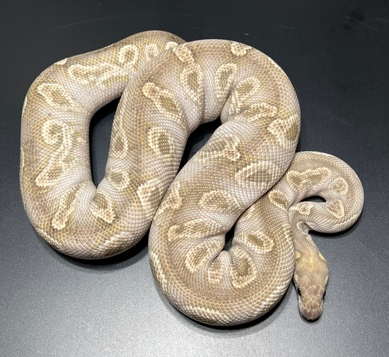 GHI Mojave Clown Ball Python by Monster Morphs