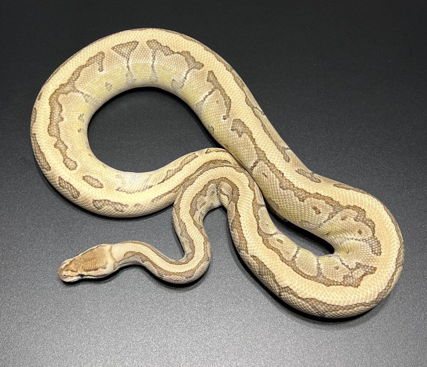 Butter Pinstripe Jaguar Het Clown Ball Python by Monster Morphs ...