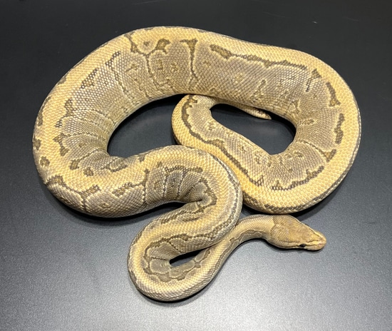 Pinstripe Yellowbelly Hypo Het Desert Ghost Ball Python by Monster Morphs