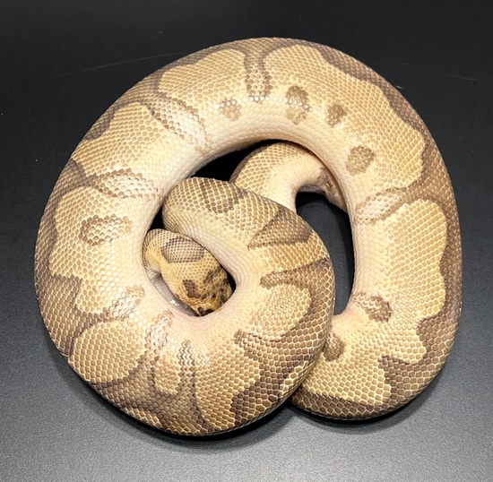 Enchi Fire Clown Ball Python by Monster Morphs