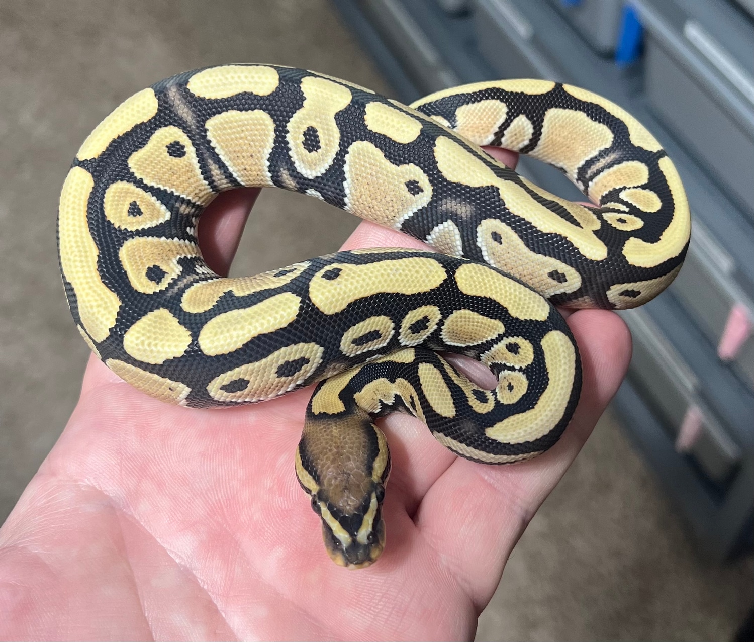 Redhead Jaguar 66% Het Clown Ball Python by Monster Morphs - MorphMarket