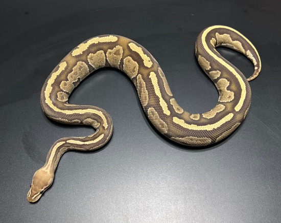 Redhead Fire Yellowbelly Ball Python by Monster Morphs
