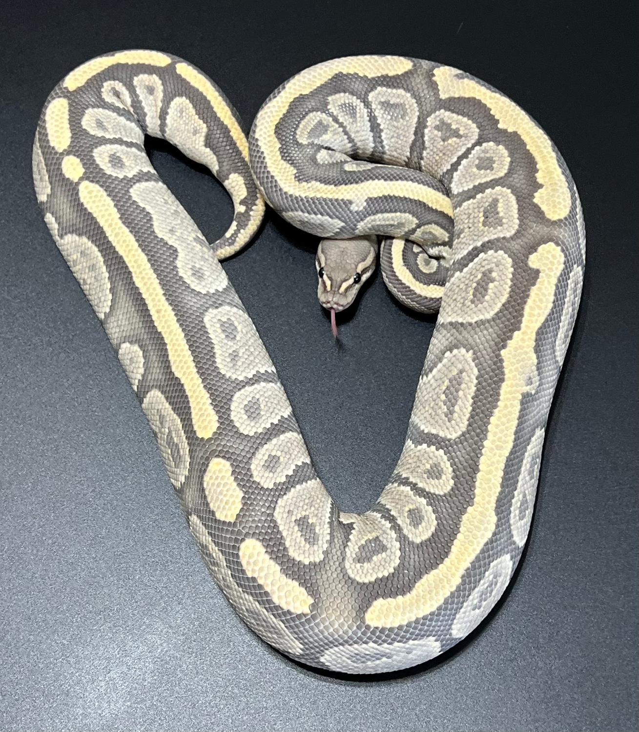 Hypo Fire Redhead Ball Python by Monster Morphs - MorphMarket