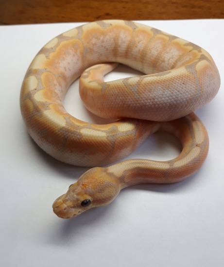 Banana Cinnamon Spider Ball Python by Alien Heads & Headstamps