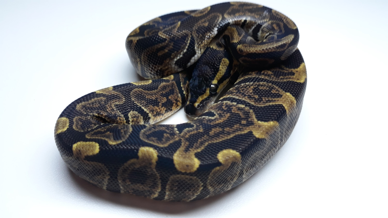 GHI Ball Python by Alien Heads & Headstamps - MorphMarket