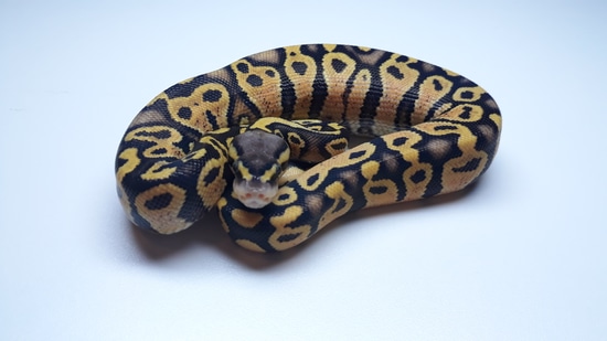 Pastel Asphalt/YB Het Ghost Ball Python by Alien Heads & Headstamps