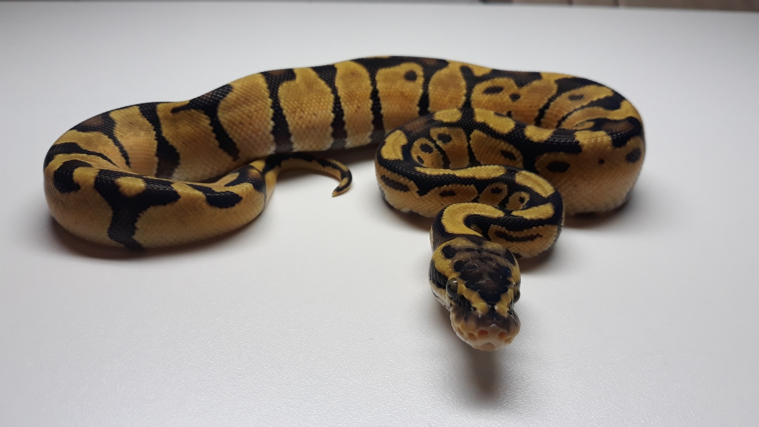 Pastel Enchi Het Ghost Ball Python by Alien Heads & Headstamps ...