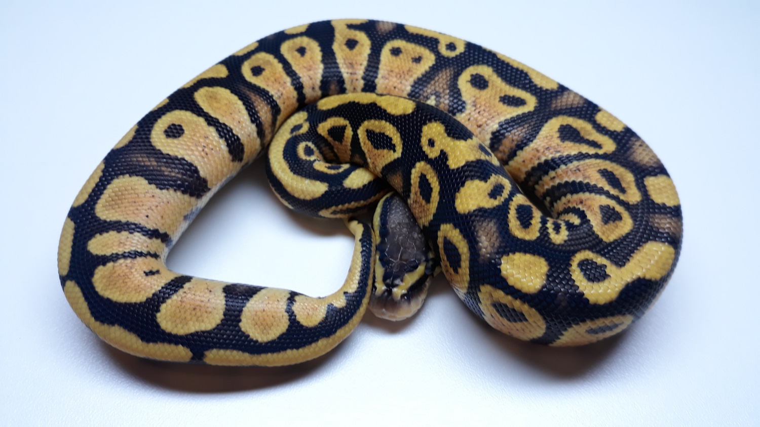 Pastel Asphalt/YB Het Ghost Ball Python by Alien Heads & Headstamps ...