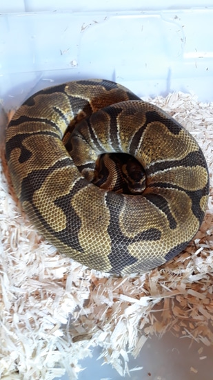 Enchi Ph VPI Axanthic Ball Python by Alien Heads & Headstamps