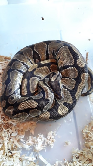 Enchi Ph VPI Axanthic Ball Python by Alien Heads & Headstamps