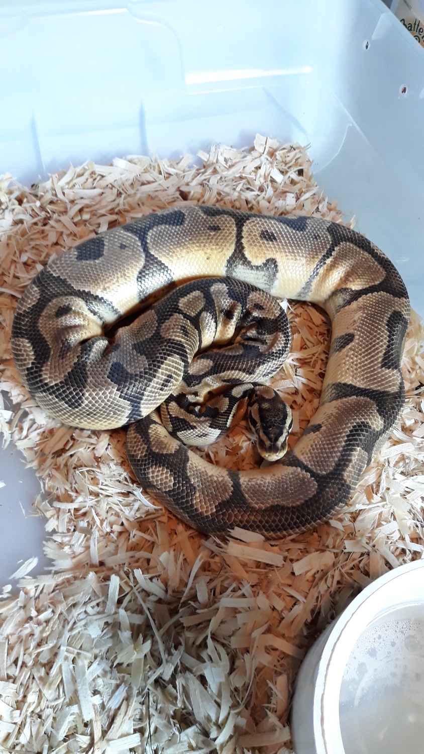Pastel Enchi Het VPI Axanthic Ball Python by Alien Heads & Headstamps ...