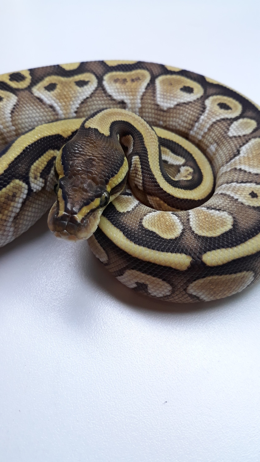 Lesser Ball Python by Alien Heads & Headstamps - MorphMarket