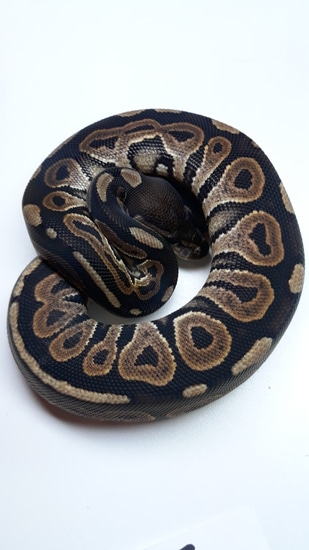 Black Pastel Ph Lavender Albino Ball Python by Alien Heads & Headstamps