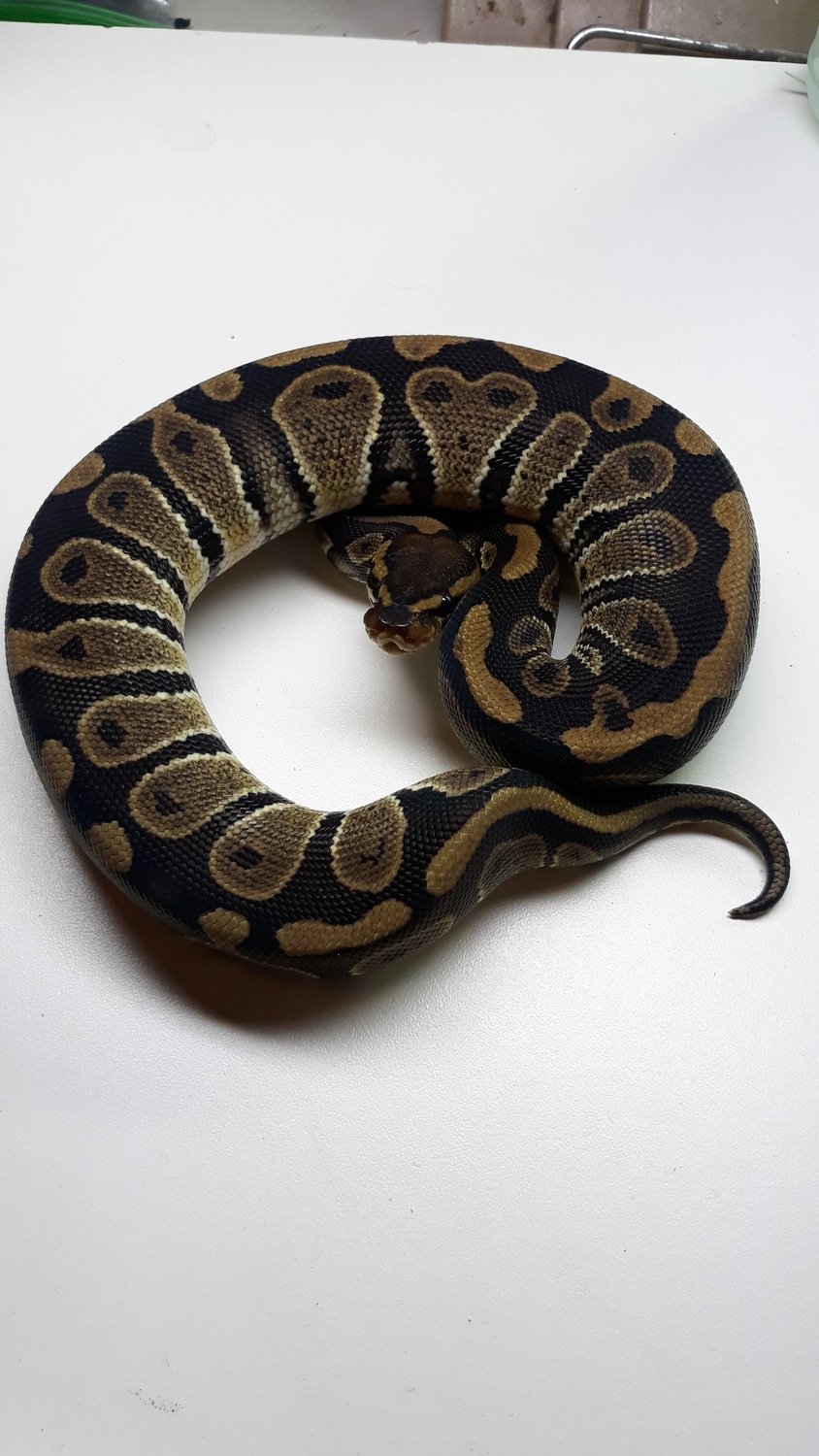 Chocolate Ball Python by Alien Heads & Headstamps - MorphMarket