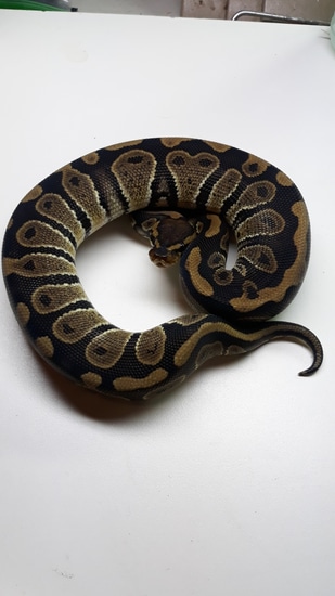 Chocolate Ball Python by Alien Heads & Headstamps