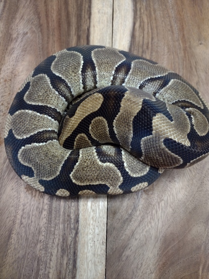 Het Piebald Ball Python by Alien Heads & Headstamps