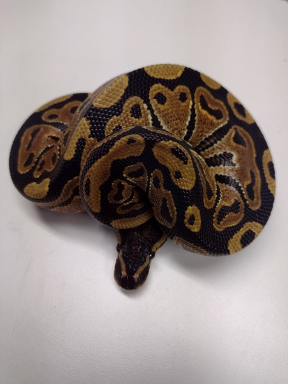 DH Albino Genetic Stripe Ball Python by Alien Heads & Headstamps