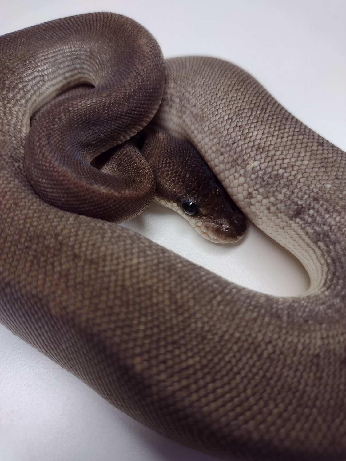 8Ball Ph Lavender Ball Python by Alien Heads & Headstamps - MorphMarket