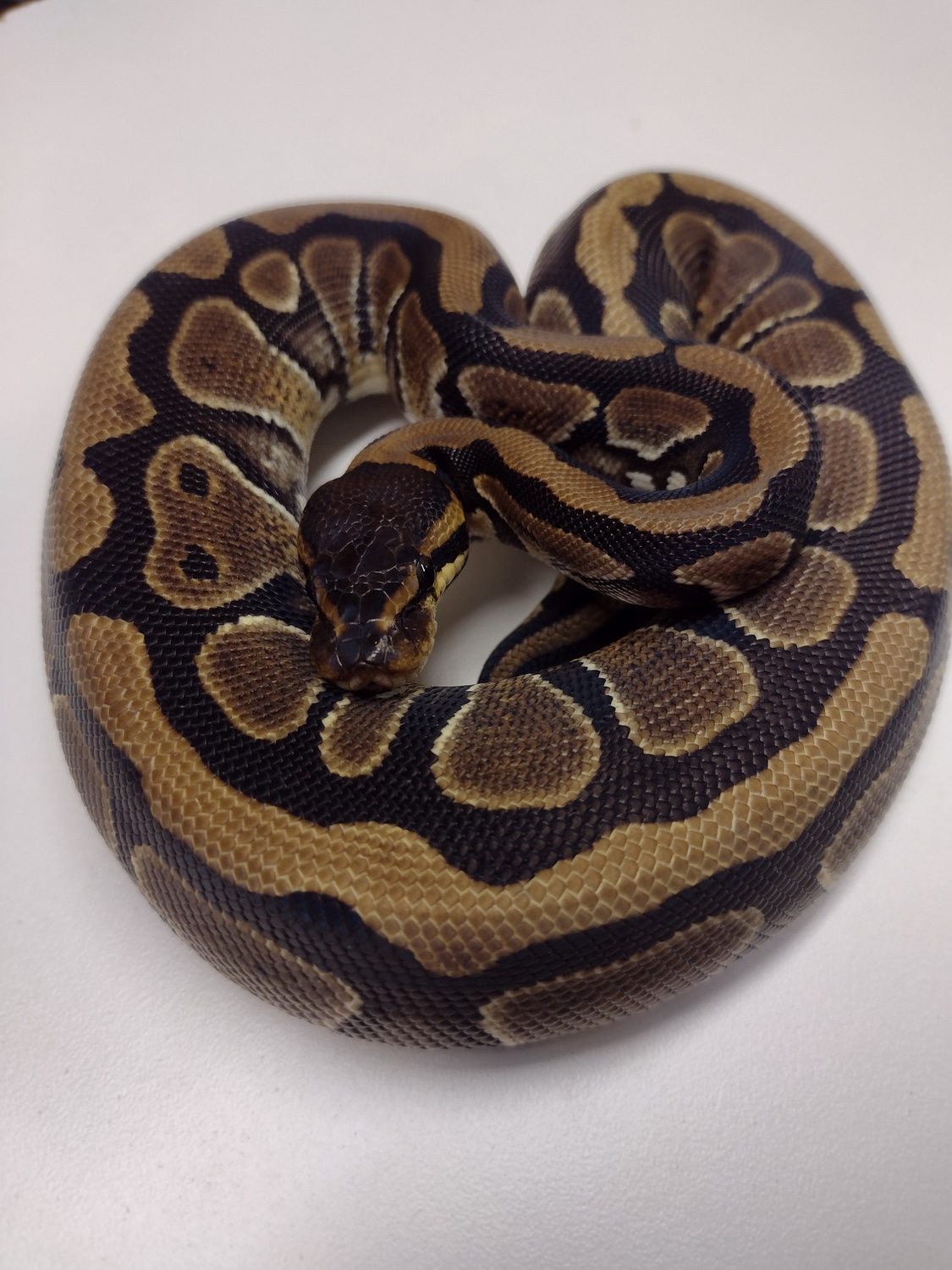 Normal Ball Python by Alien Heads & Headstamps - MorphMarket