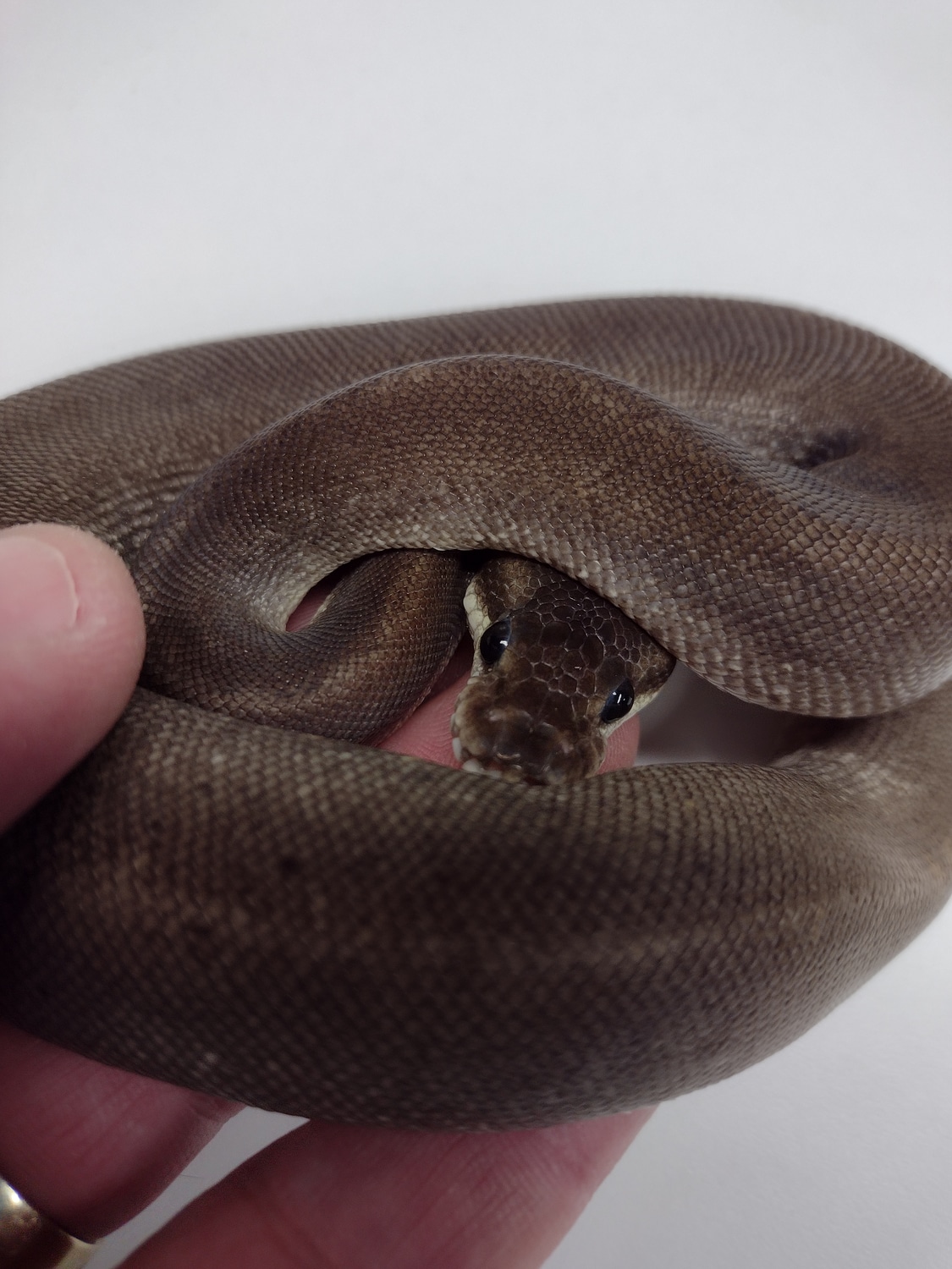 8Ball Ball Python by Alien Heads & Headstamps - MorphMarket