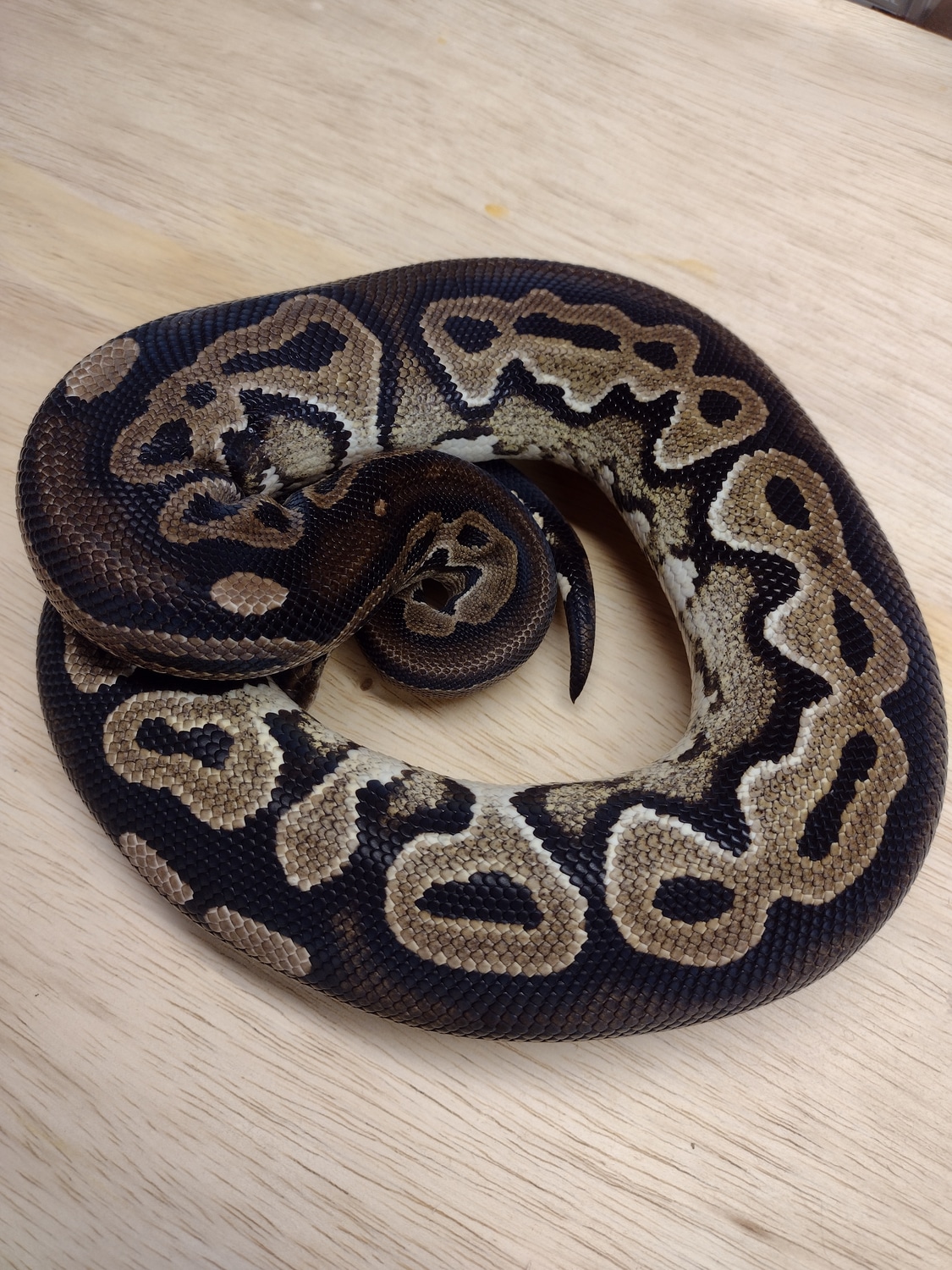 Cinnamon Ball Python by Alien Heads & Headstamps - MorphMarket