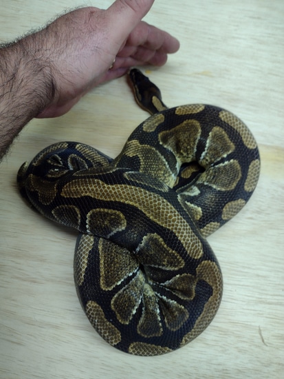 Enchi Ph VPI Axanthic. Price Includes Shipping. Ball Python by Alien ...