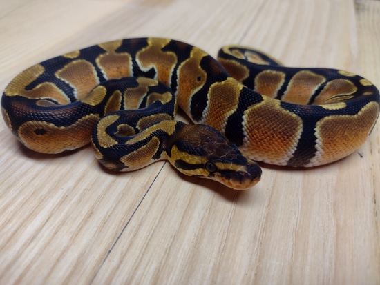 Orange Dream Ball Python by Alien Heads & Headstamps