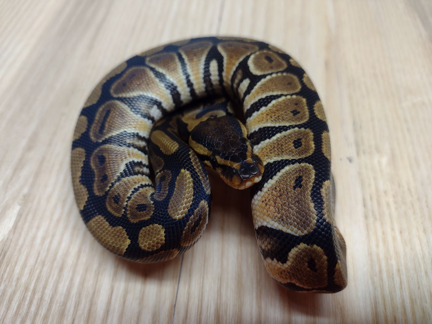 Het Clown Ball Python by Alien Heads & Headstamps - MorphMarket