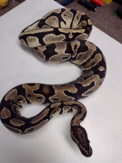 Orange Dream Fire Male ALBANY NY Area Ball Python by Alien Heads ...