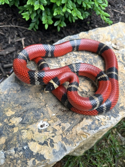 Pair Of Nelson’s Milksnakes Nelson's Milk Snake by Eric's Cresteds