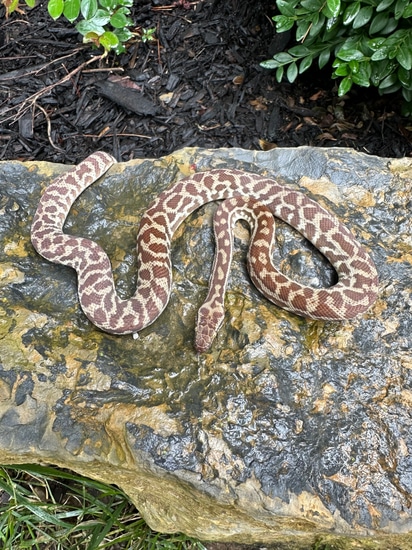 Wheatbelt Stimson’s Python Pair Stimson's Python by Eric's Cresteds