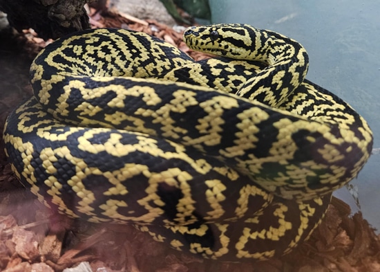 Zebra Carpet Python Jungle Carpet Python by Eric's Cresteds
