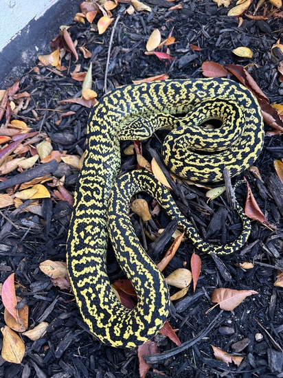 Zebra Carpet Python Jungle Carpet Python by Eric's Cresteds