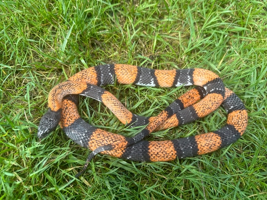 Pair Of Alterna Gray-Banded Kingsnake by Eric's Cresteds