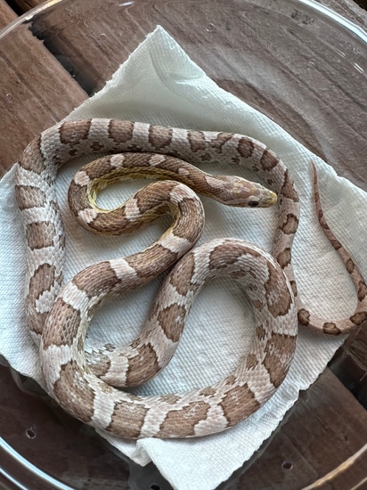 PAIR Of RF Anery Cornsnakes Corn Snake by Eric's Cresteds