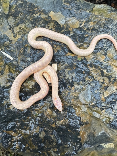PAIR Of Albino Goini Apalachicola Kingsnake by Eric's Cresteds