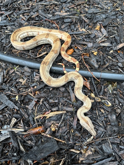 PAIR Of Pearl Island Boas Pearl Island Boa Constrictor by Eric's Cresteds