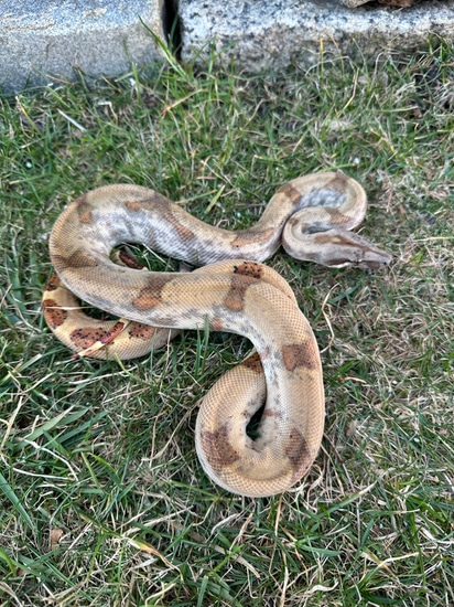 PAIR Of Pearl Island Boas Pearl Island Boa Constrictor by Eric's Cresteds