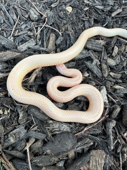 PAIR Of Albino Goini Apalachicola Kingsnake by Eric's Cresteds