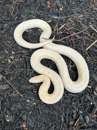Trio Of Albino Goini Kingsnakes Apalachicola Kingsnake by Eric's Cresteds