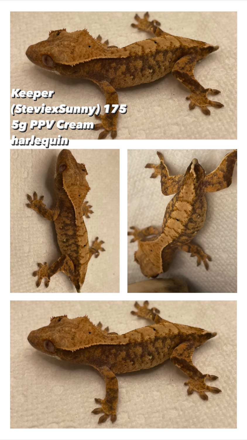 Cream Harlequin Crested Gecko by Weird and Wild Ones Exotics - MorphMarket