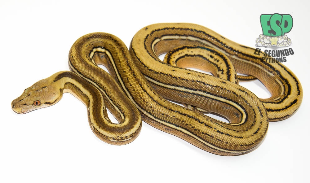 Phantom Genetic Stripe Het Albino Reticulated Python by El Segundo ...