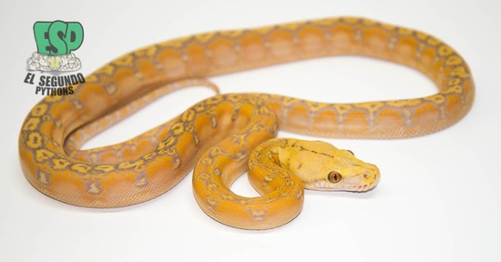 Purple Phantom Reticulated Python by El Segundo Pythons