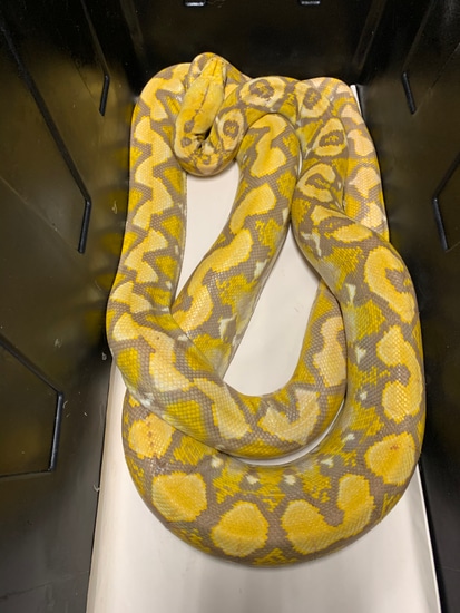 Orange Glow Sunfire Reticulated Python by El Segundo Pythons