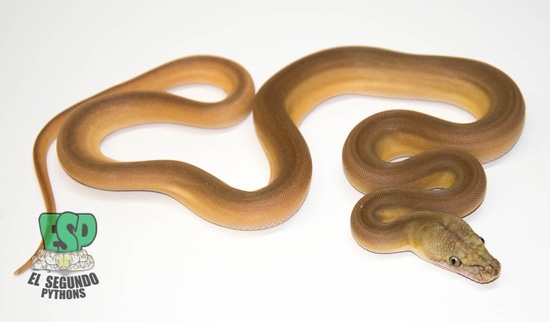 Platinum Phantom Sunfire Tiger Goldenchild Reticulated Python by El ...