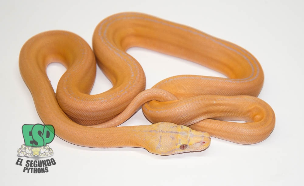 Lavender Sunfire Platinum Motley Goldenchild Reticulated Python by El ...