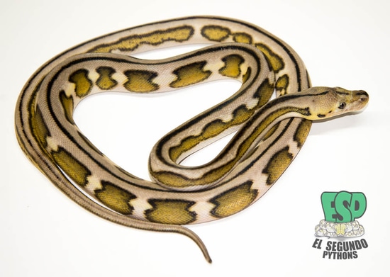 Motley Super Tiger Reticulated Python by El Segundo Pythons